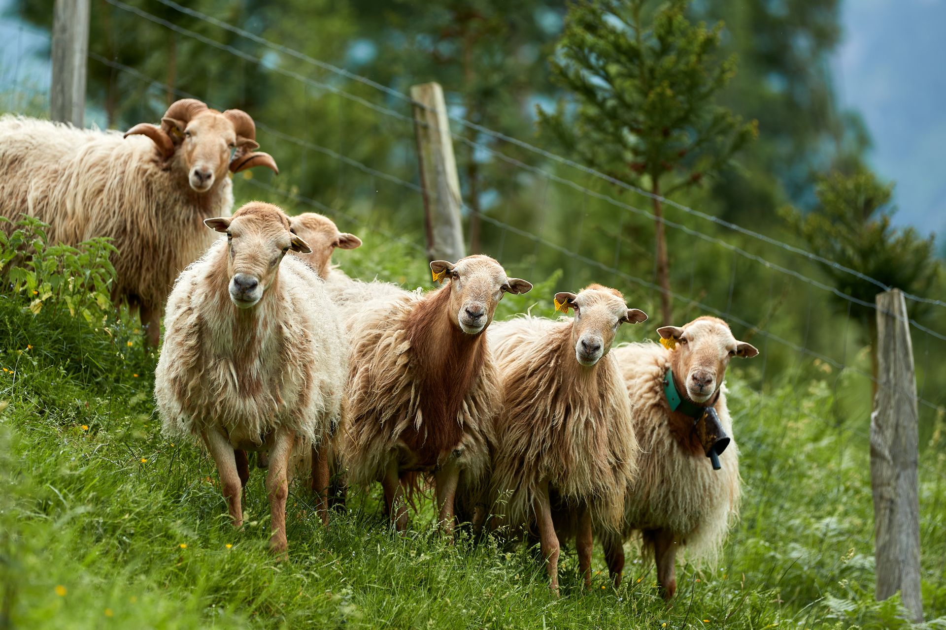 Alimentos singulares • Reyno Gourmet