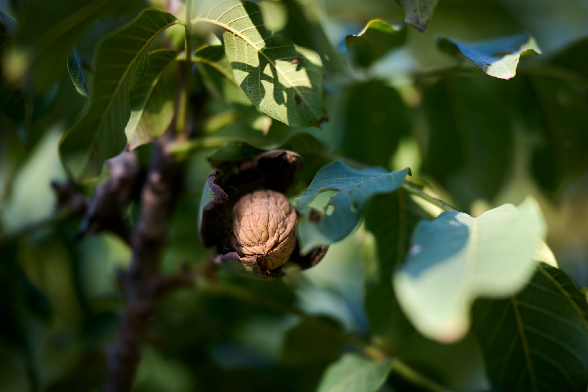 Walnuts of Navarre • Reyno Gourmet